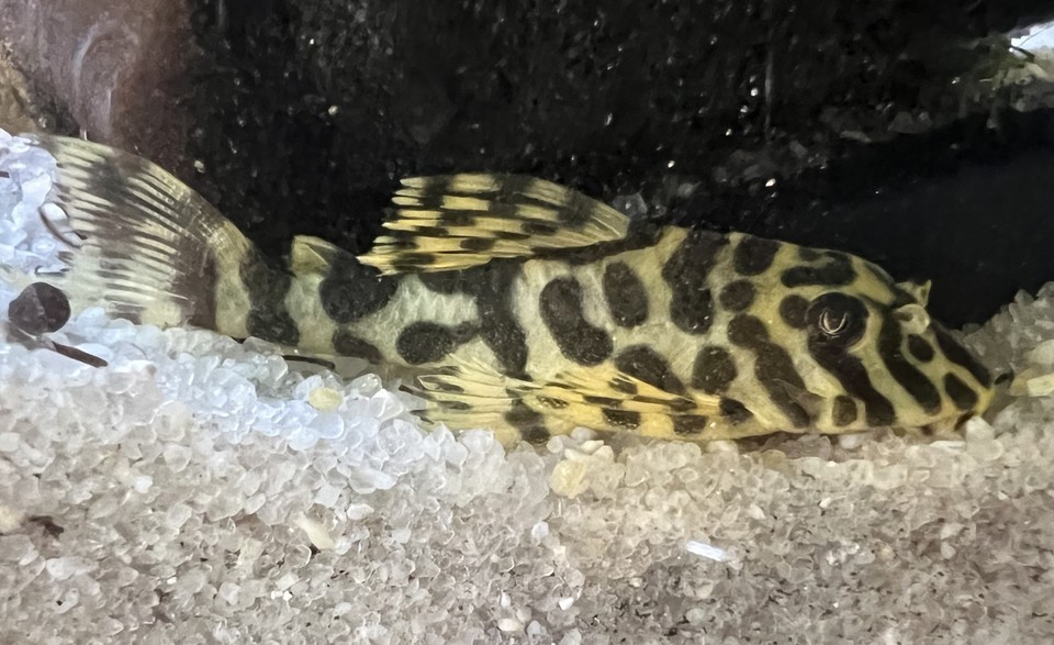 Cutest Fish ever L134 Leopard Frog Pleco 4-6cm 1 fish High Quality USA ...