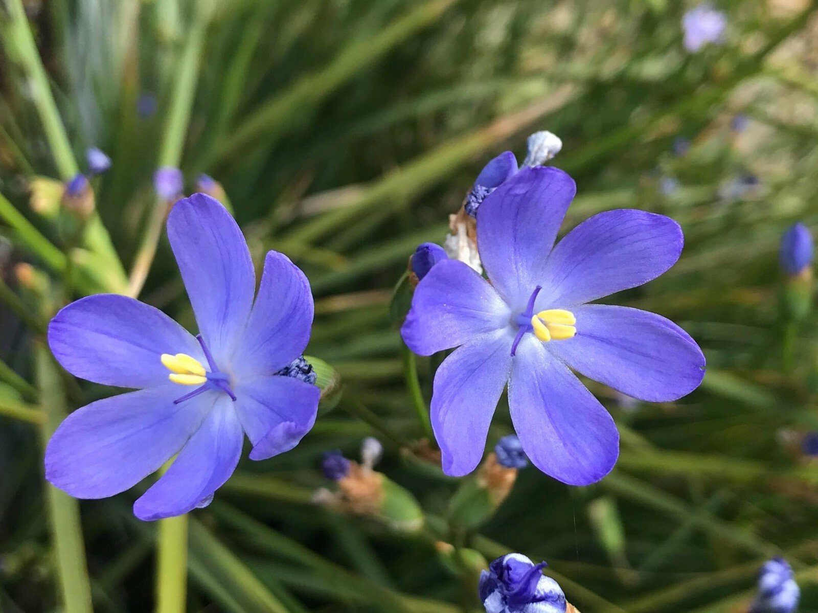 Orthrosanthus multiflorus - Native Morning Iris - 30 Seeds | eBay UK