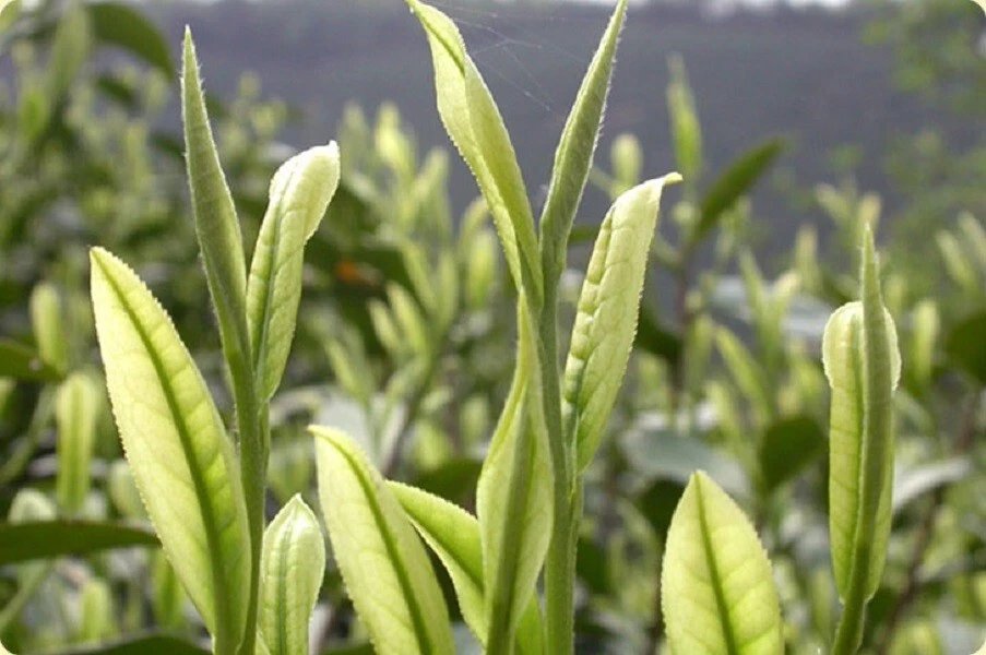 Green Tea Tree Plant