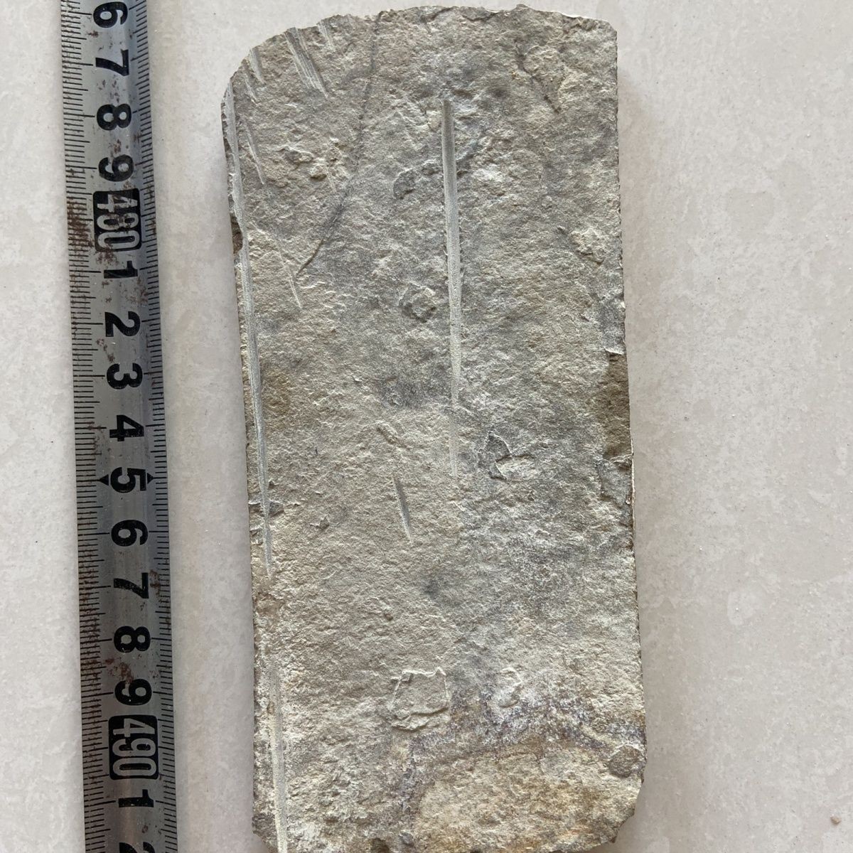 Unique and authentic fossil paleontological fossil B03 | eBay