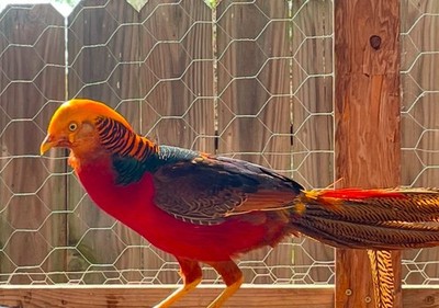 PRE-SALE. 6+ Red Golden Pheasant Hatching Eggs ( SHIP MID APRIL 2026 ...