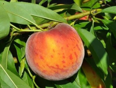 Peach tree Flordaprince scion for grafting | eBay