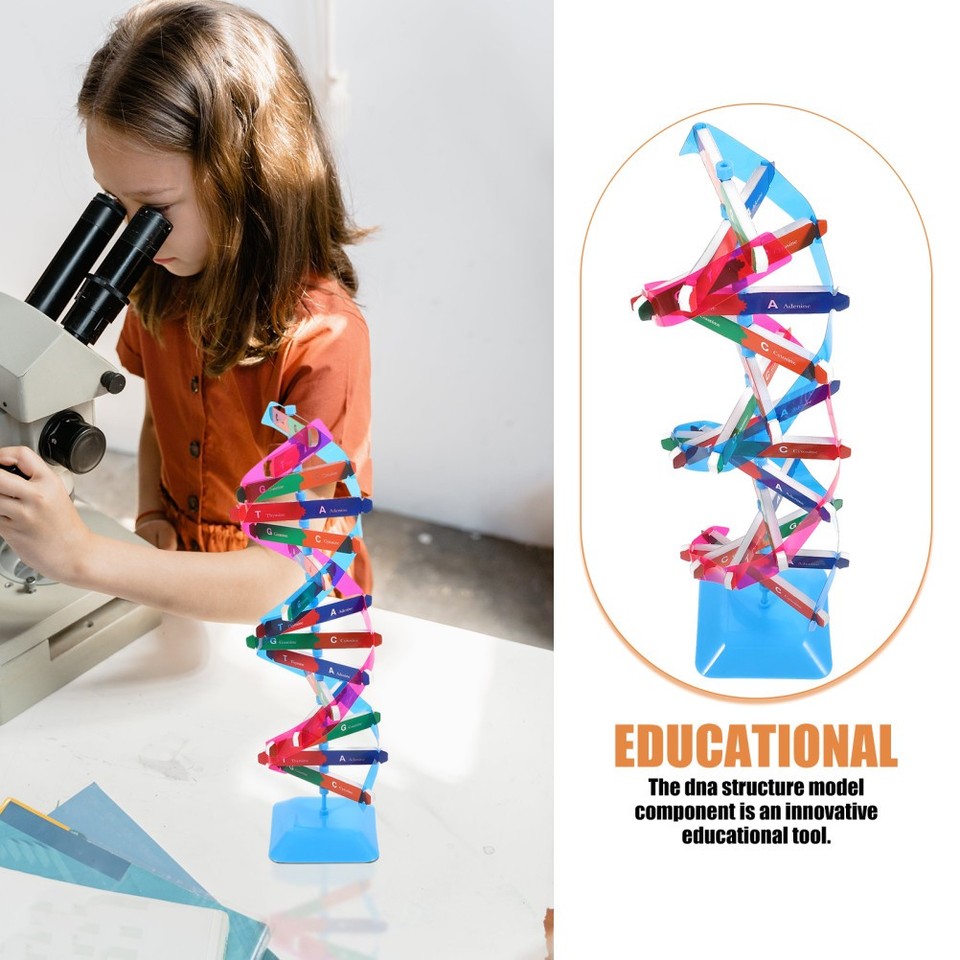 Components Dna Science Plaything Double Helix DIY | eBay Australia