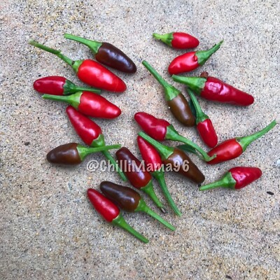 ChilliMama ZIMBABWE BIRDSEYE CHILLI PEPPER 30 SEEDS VERY HOT | eBay ...