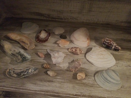 Beautiful Assorted Seashell Lot From Around The World Ocean Shells Arts & Crafts | eBay