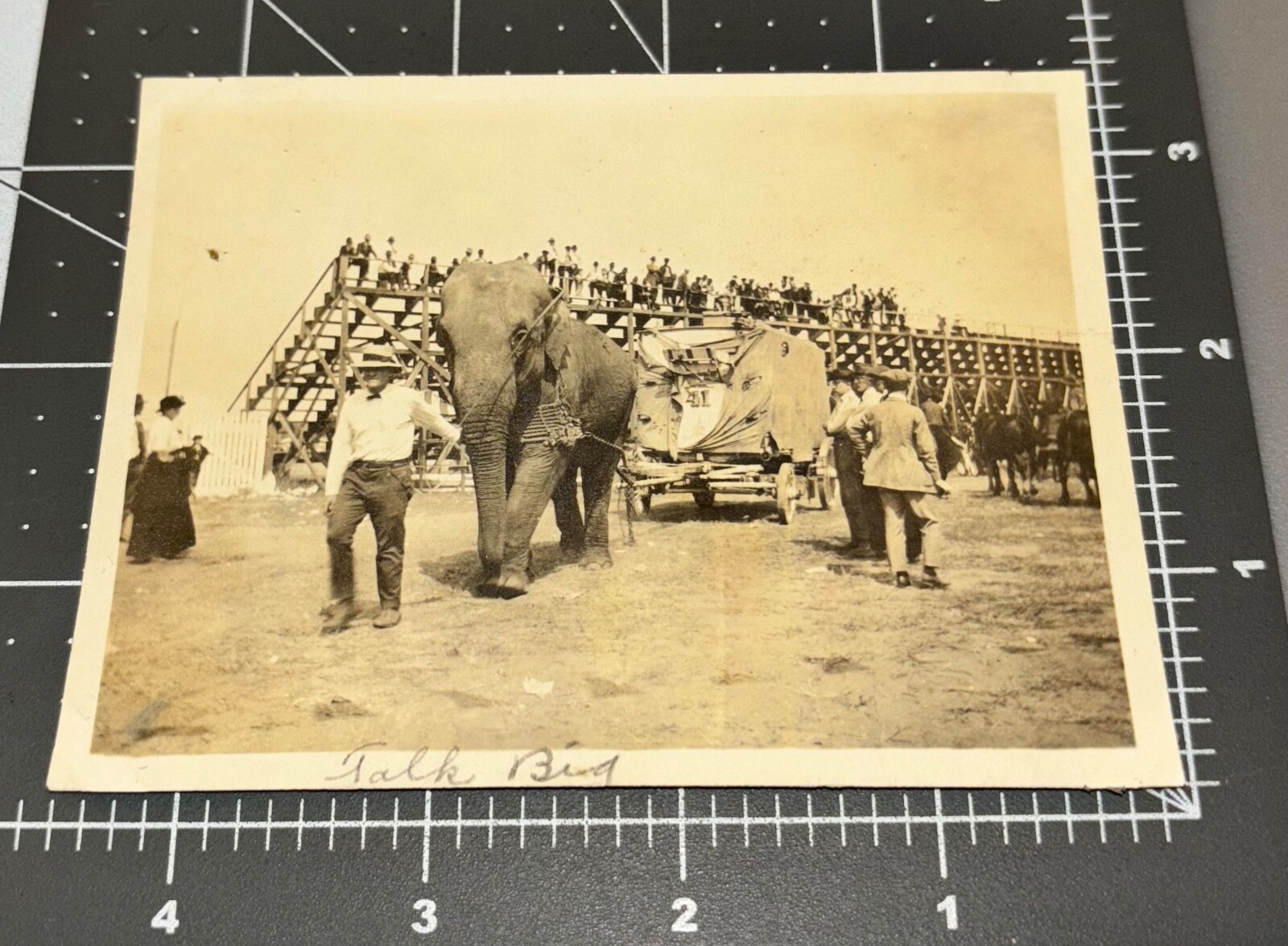1920s CIRCUS Elephant Pulling WAGON Audience Bleachers Antique Snapshot ...