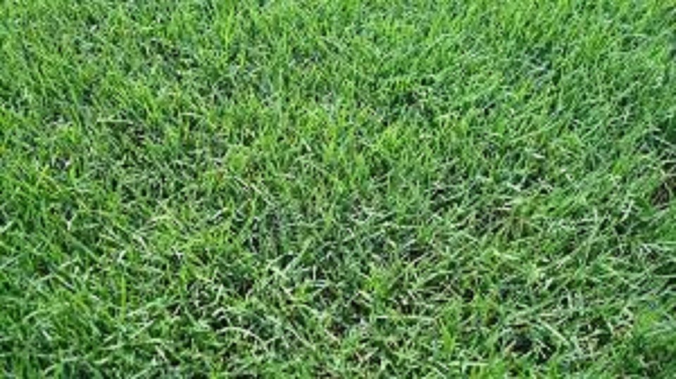 5lbs HULLED BERMUDA GRASS SEED for Thick Dense Lawns Very Hardy Plant ...