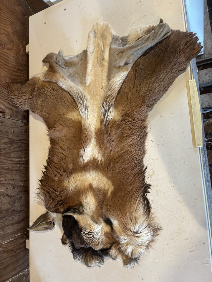 WET TANNED Antelope CAPE # 157 | eBay