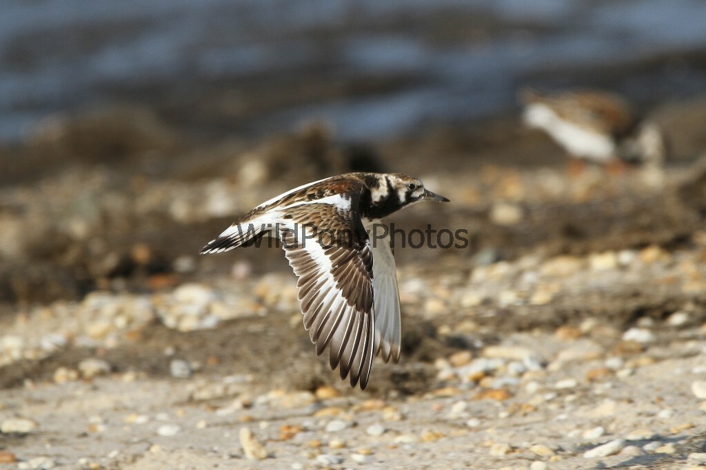 Ruddy Turnstone in Flight Photo - Various Sizes | eBay