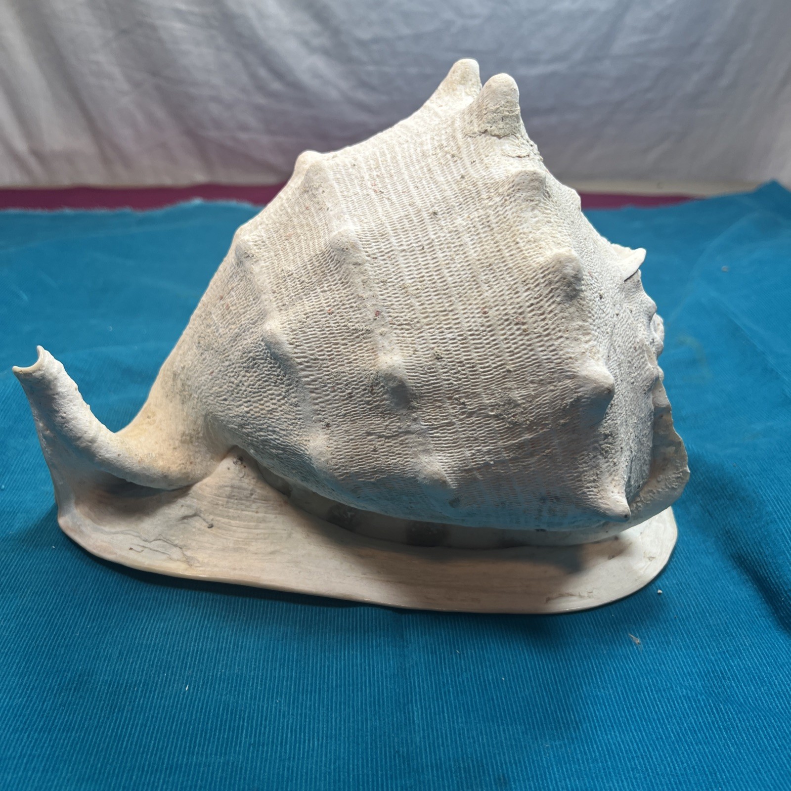 Giant Horned Helmet Queen King Conch Shell Seashell 10.5" X 7" X 7 1/2 ...