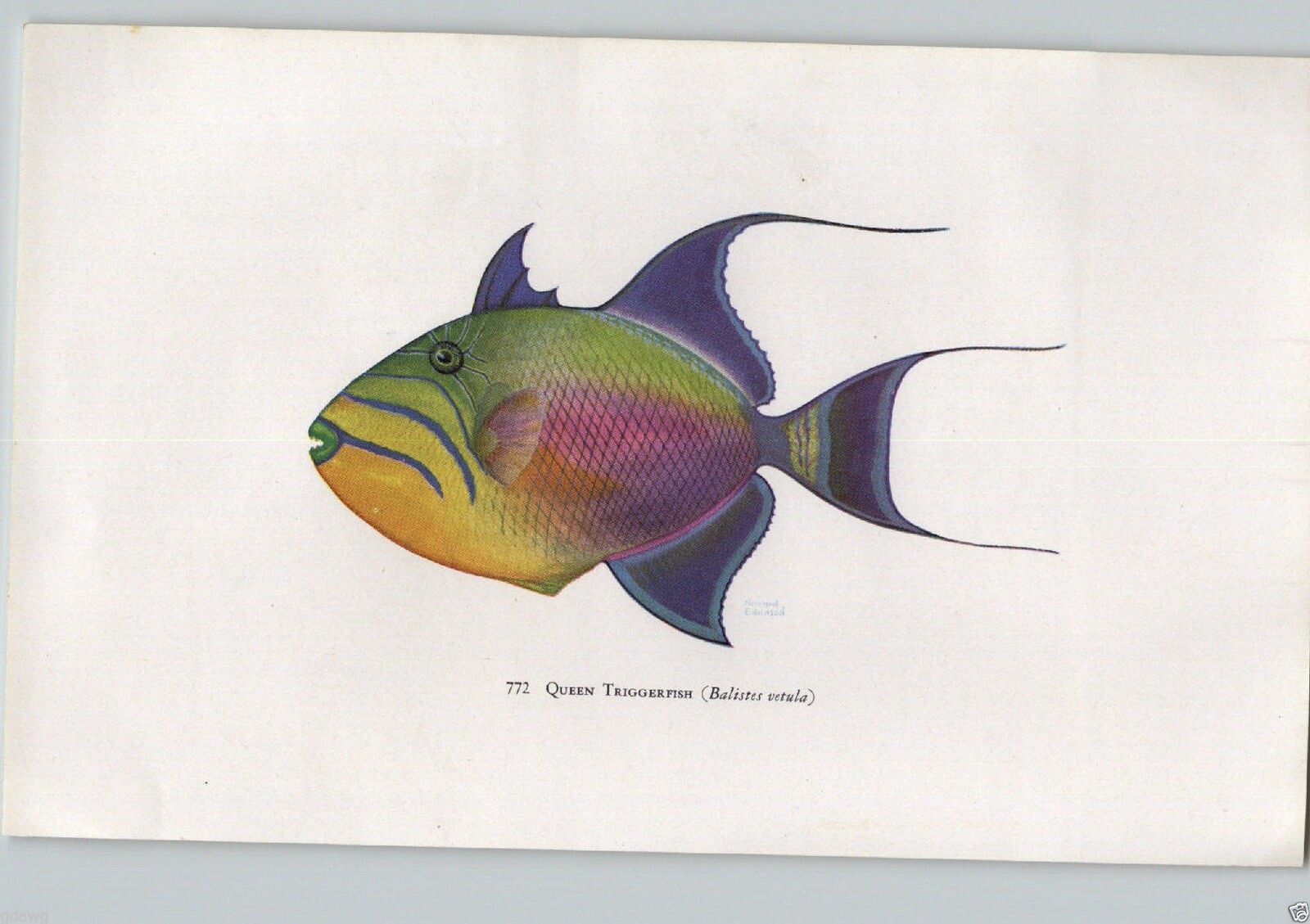 1933 Book Plate Print Tropical Fish Queen Triggerfish Balistes Vetula ...