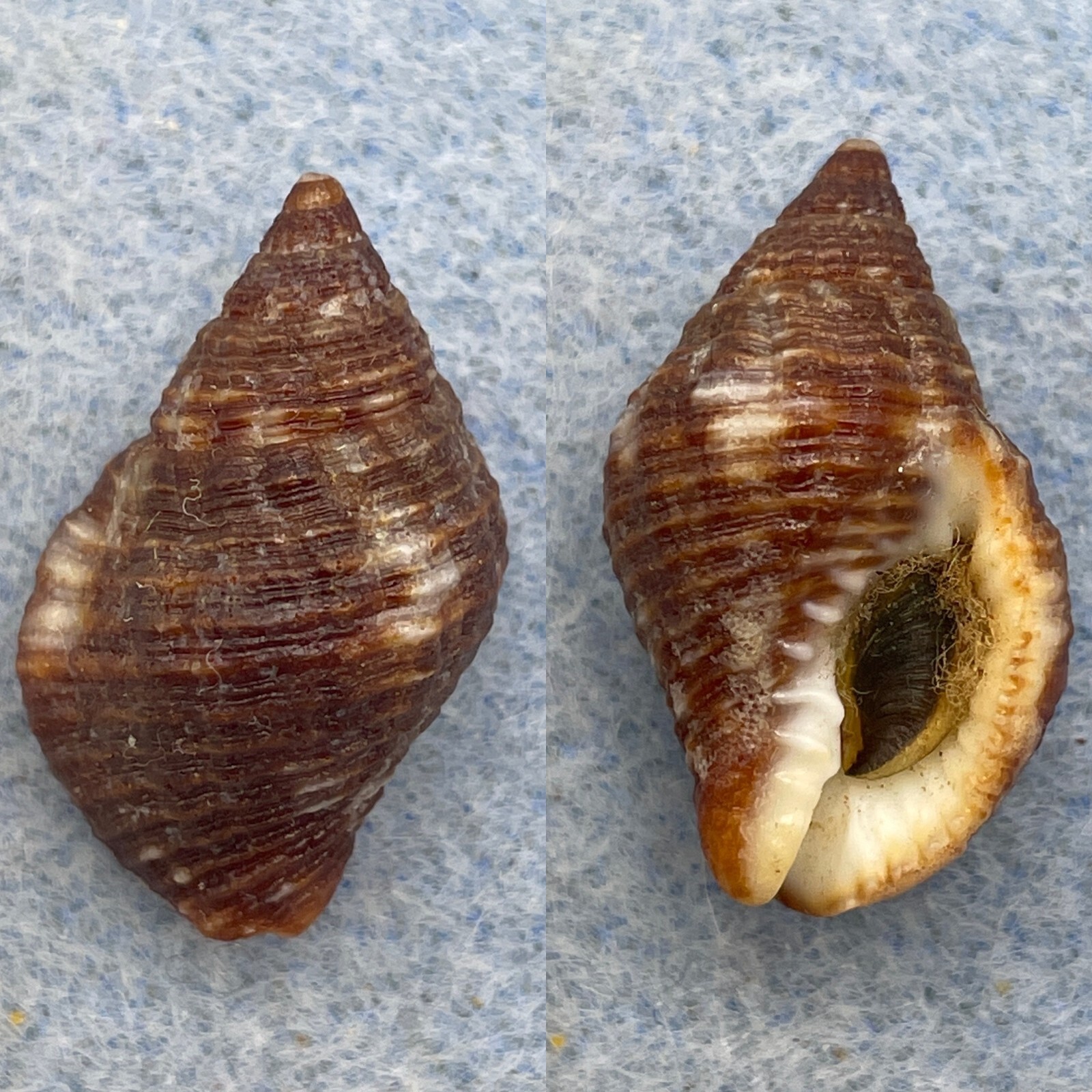 #3 Cantharus tinctus 23mm F++ W/O Marathon Key, Florida, Coral Reef ...