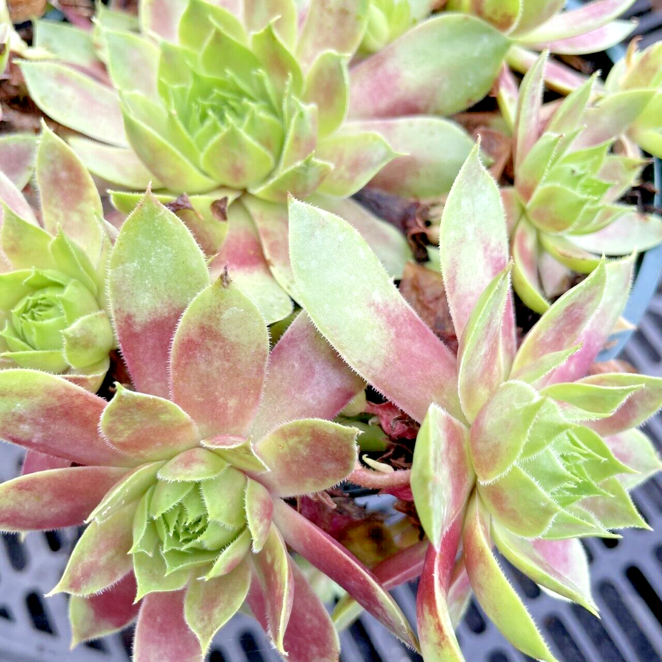 Sempervivum 'Gay Jester' 9cm Pot. | eBay UK