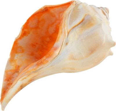 Atlantic Whelk Decorative Shell Left Hand Seashell Table Top ...