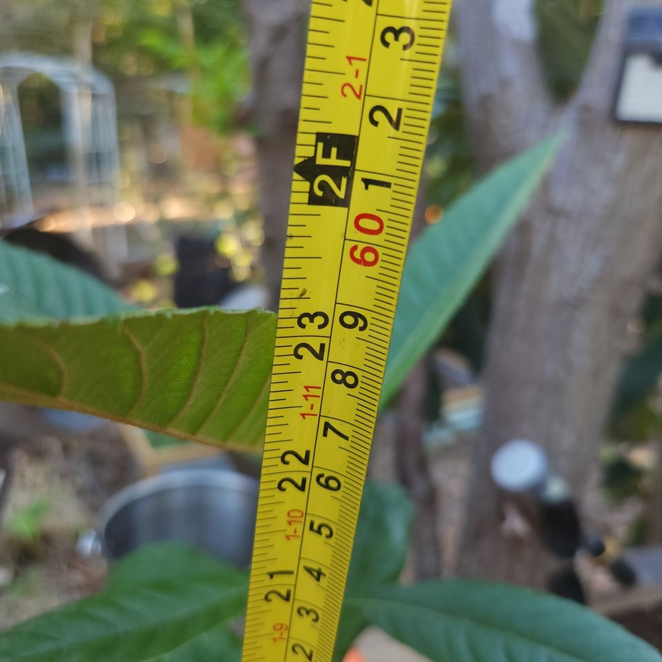 Nice Japanese Loquat Fruit Tree Live Plant 2 Foot+ | eBay