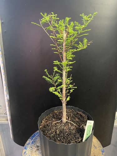 Bald Cypress (Taxodium distichum) Live Tree Pre-Bonsai or Landscape ...