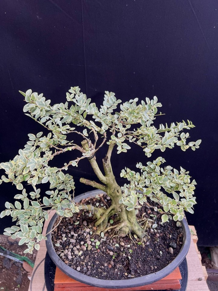 Bonsai Ligustrum Variegated | Bonsai Tree | Bonsai Premna | Bonsai Acer ...
