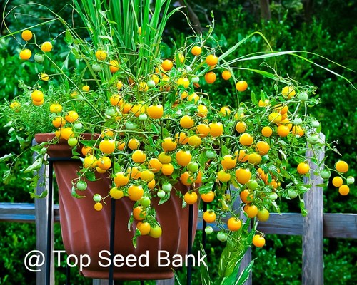 8+ Tumbling Tom Yellow Tomato seeds, cascading, hanging basket tomatoes ...