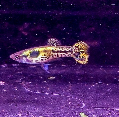 Breeding Trio - Yellow Tiger Endlers Livebearers- AMAZING NANO FISH | eBay