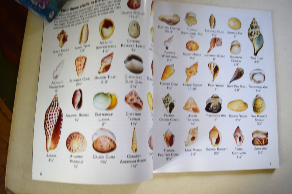 "Amazing Shells" Playing Cards NIP, "Beach Treasures of the Gulf Coast ...