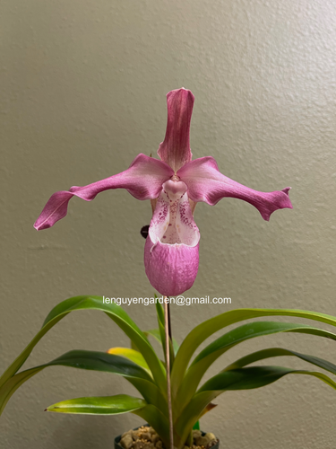 Phragmipedium Incan Treasure (longifolium x kovachii) #052521 | eBay
