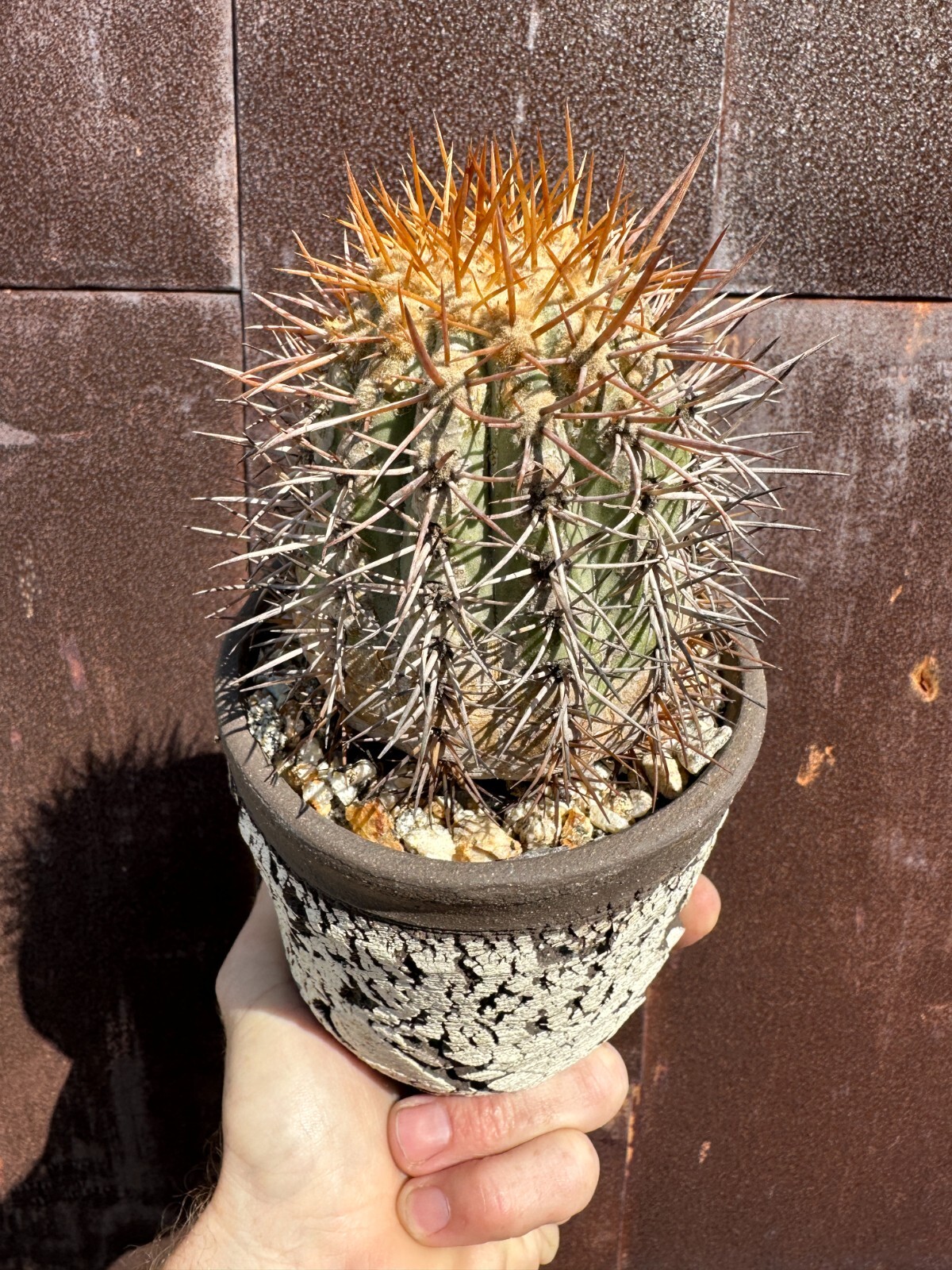 Copiapoa lembckei, caged over in hard spines, cacti of Chile, Chilean ...