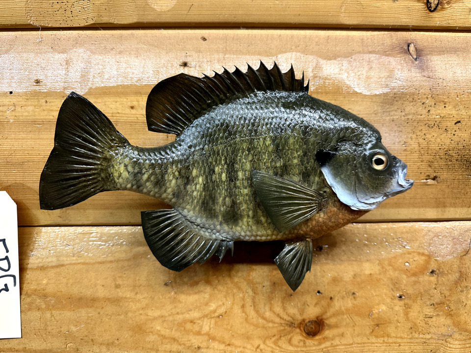 Brand New Real Skin Mount Bluegill Blue Gill Sunfish Perch Fish Taxidermy FBG24 | eBay