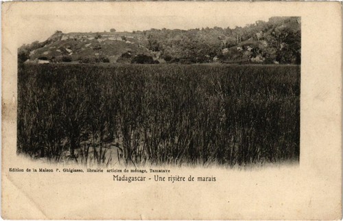 CPA AK Une riziere de marais MADAGASCAR (1044599) | eBay