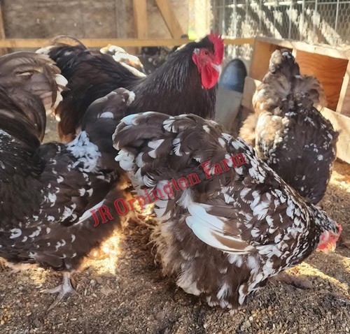 12+ Chocolate Mottled English Orpington Chicken Hatching Eggs | eBay