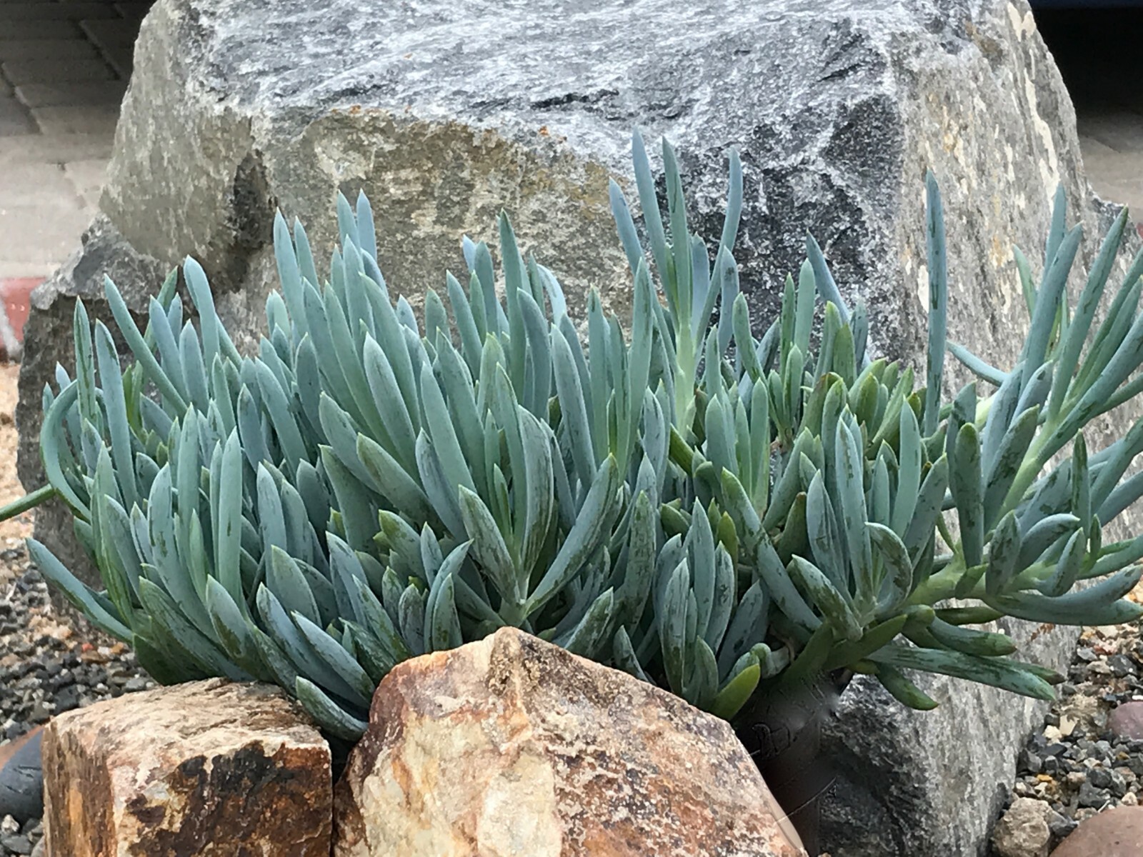 Senecio Mandraliscae Blue Chalk Sticks Live Succulent Plant Cuttings 5 ...