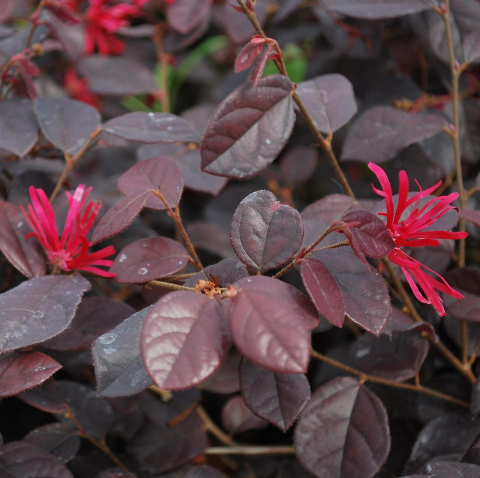 Loropetalum Fire Dance - Chinese Fringe Flower | Evergreen Potted ...