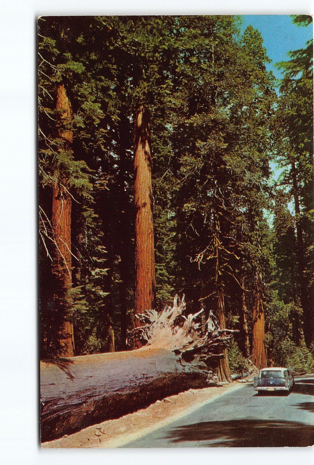 Fallen Monarch Mariposa Grove Big Trees Yosemite National Park CA ...