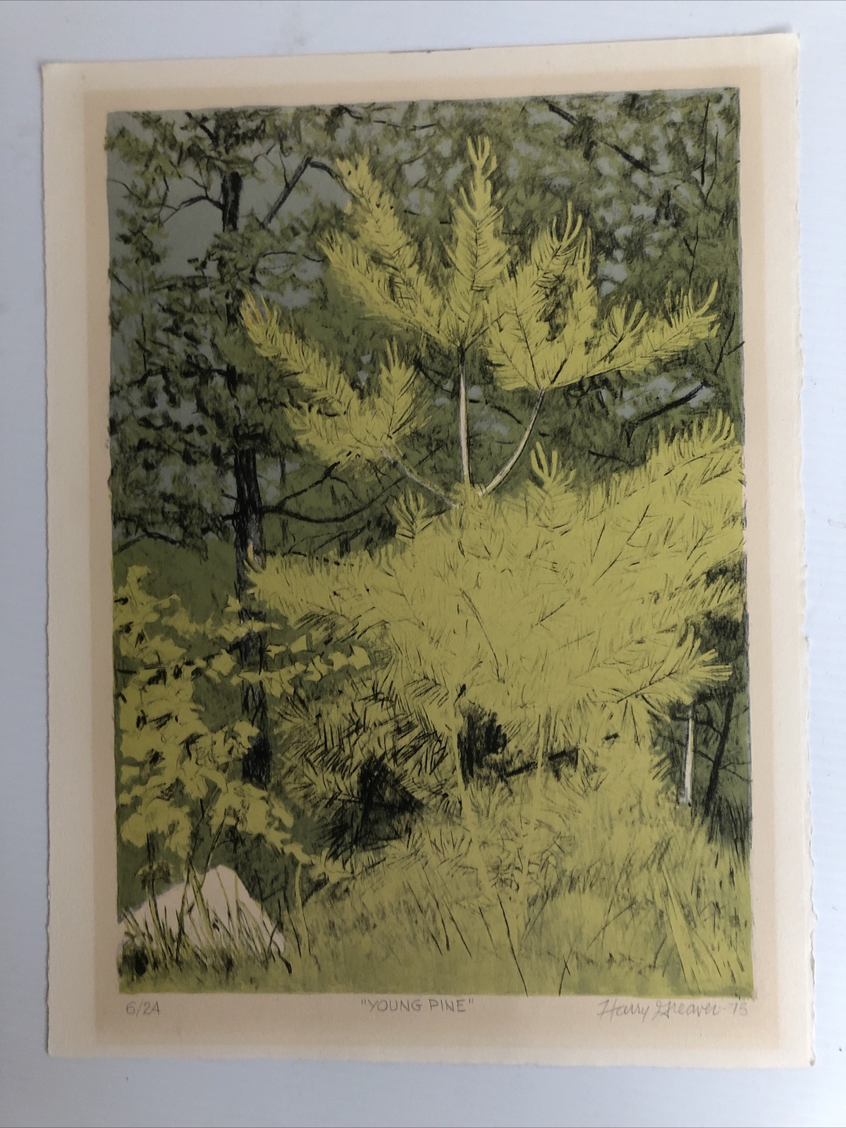 Charcoal watercolor print Harry Greaver 1975 "Young Pine" 6/24 Green ...