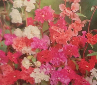 Clarkia Double Mix Seed - 1 Packet | eBay