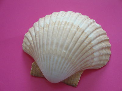 Sea Shell Seashells 3.2" Mexican Deep Shell | eBay