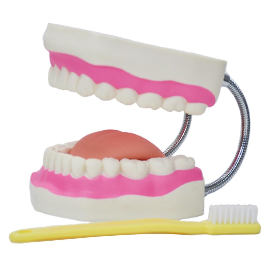 Child Brushing Teaching Demonstration Brushing Teaching Dental Tooth ...