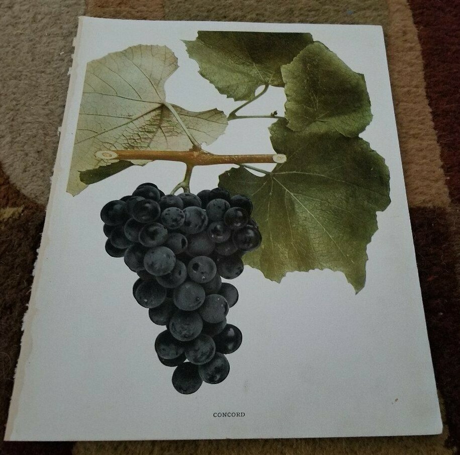 Vtg 1908 CONCORD GRAPE Color Plate/Print U P Hedrick Winery Botanical ...