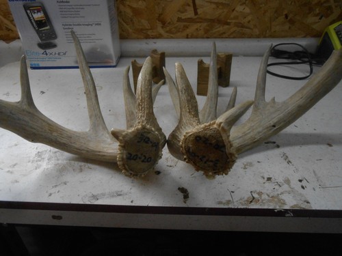 PALMATED 168 4/8 WHITETAIL DEER sheds Antlers mule mount taxidermy elk ...