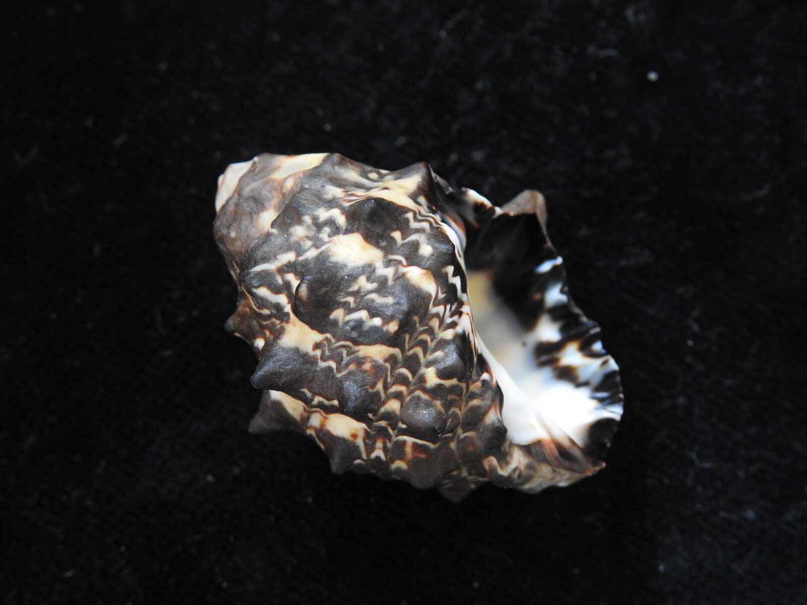 Sea Shell Thais savignyi 39.6mm ID#4920 | eBay UK