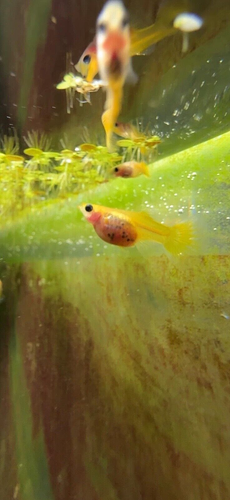 1 TRIO LIVE GUPPY FISH GLASS BELLY PINKU USA SELLER - 1 MALE 2 FEMALE ...