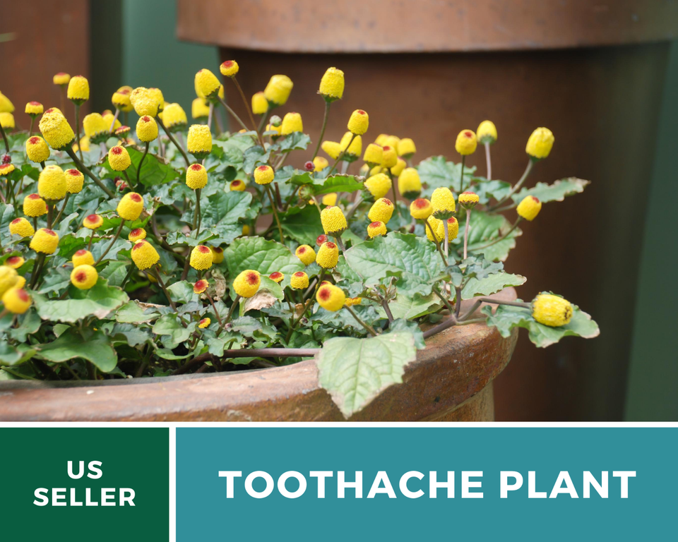 Toothache Plant Seeds, Heirloom Medicinal Herb, USA Grown | eBay