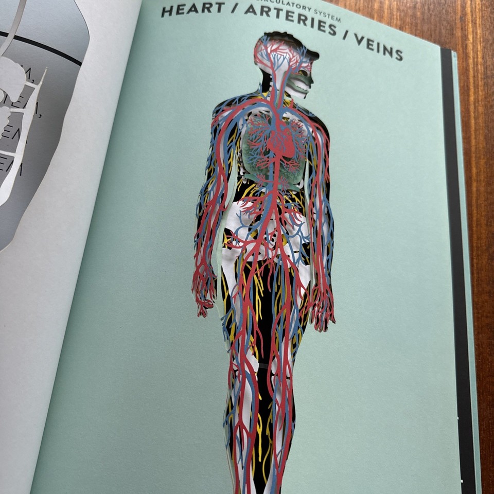 Anatomy: A Cutaway Look Inside the Human Body, H l ne Druvert, Used ...