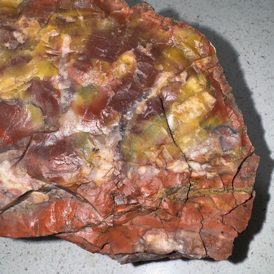 Petrified Wood Chunk From Northern Az 11.6lb Reds, Yellows, Blues ...
