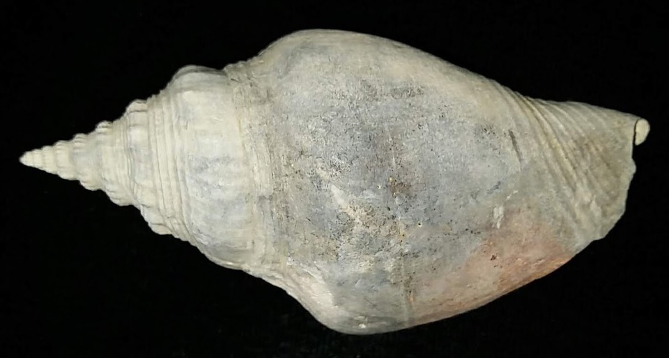 Fossil / Fossilized Strombus Strombidae gastropod shell collectors yn ...