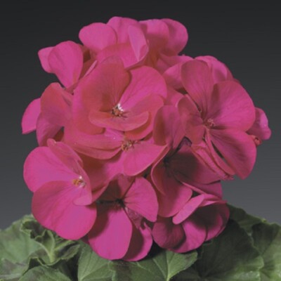 MPB#3 Geranium Seeds Ringo Violet 15 Seeds | eBay