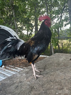 8 Brass back butchers Hatching Eggs american gamefowl, poultry, chicken ...