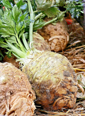 200 x CELERIAC SEEDS-WHITE ALABASTER-ROOT CELERY-HEIRLOOM GARDEN ...