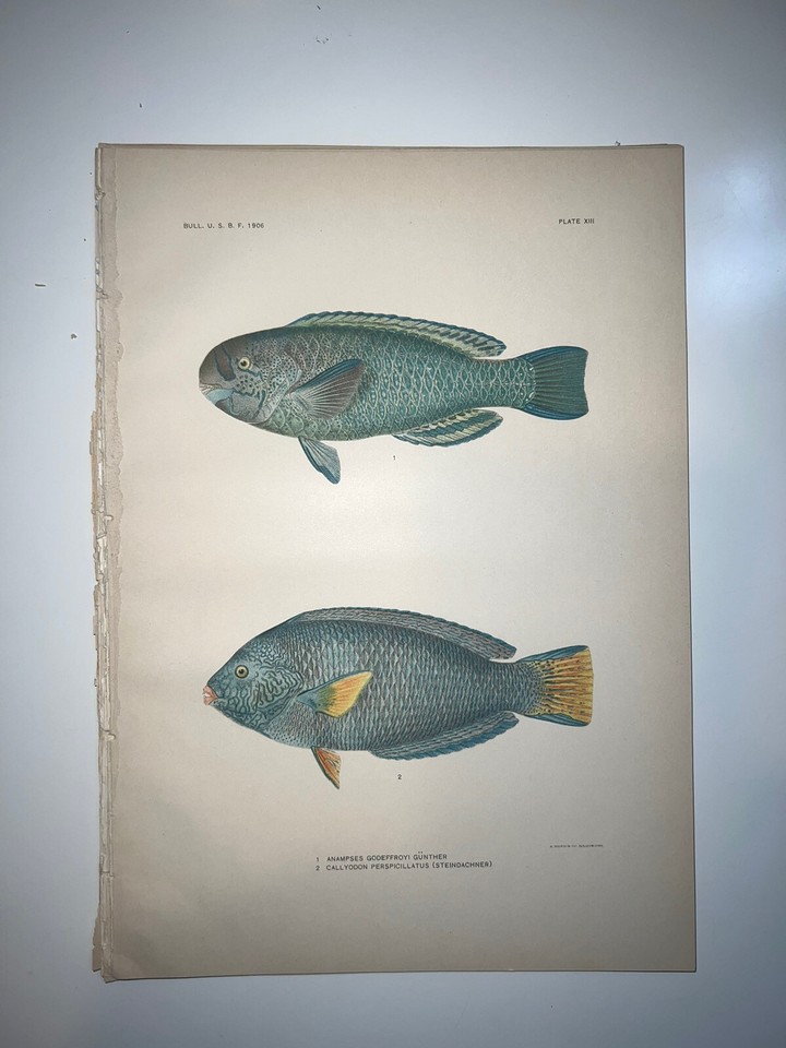 1906 Hoen Bowers Fish Alaska Rare Fine 2 Prints Tropical Thalassoma | eBay