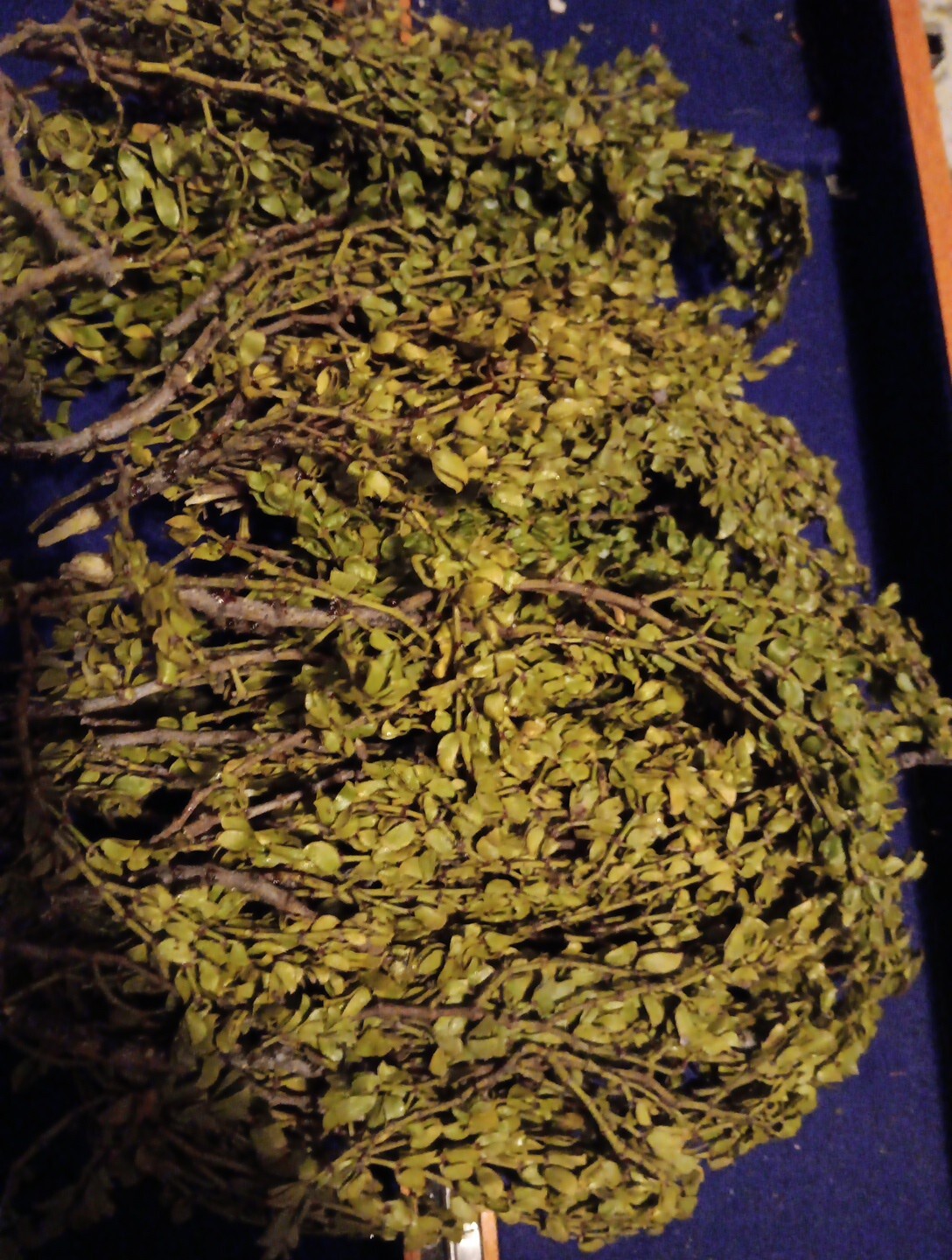 Fresh Creosote. 1lb (Ready For Use In Medicine, Both Physiological And ...