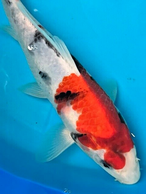 Japanese Koi Fish Part Tani Fish Farm | Chiba's Magnificent Koi Fish